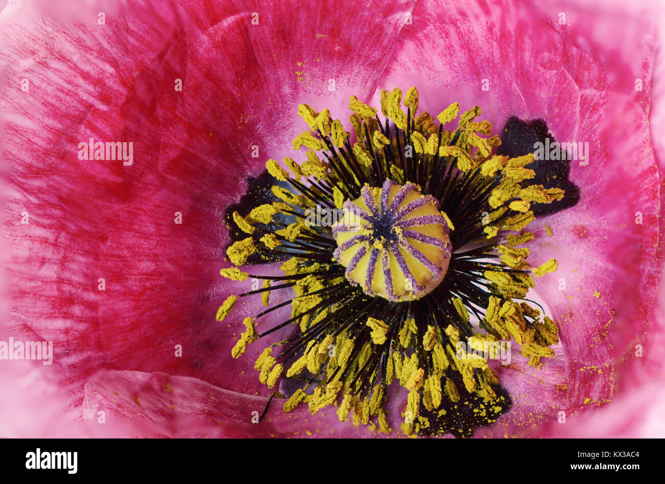 Red poppy flower yellow center hi-res stock photography and images - Alamy