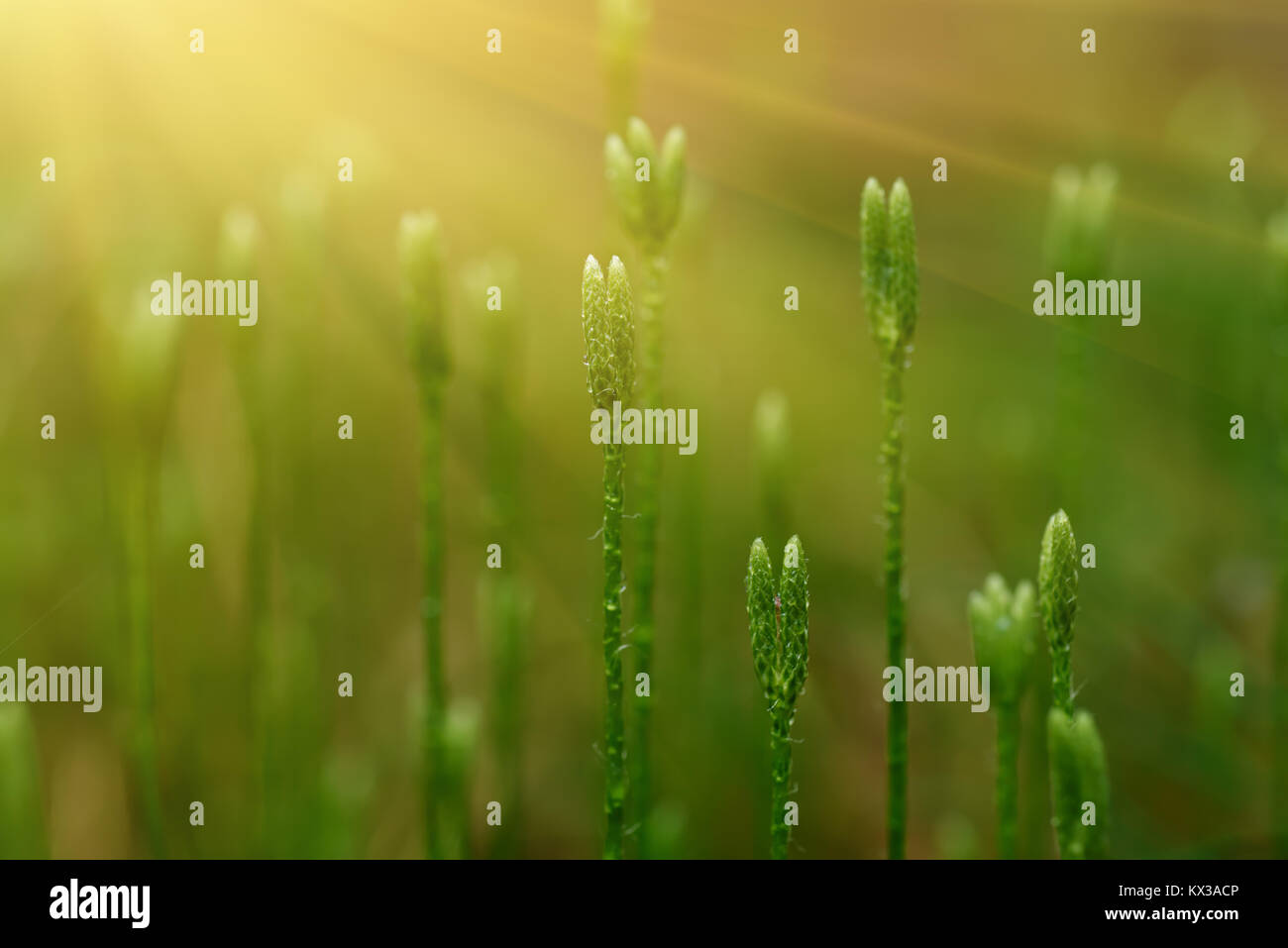 Stagshorn clubmoss, Lycopodium clavatum Stock Photo - Alamy
