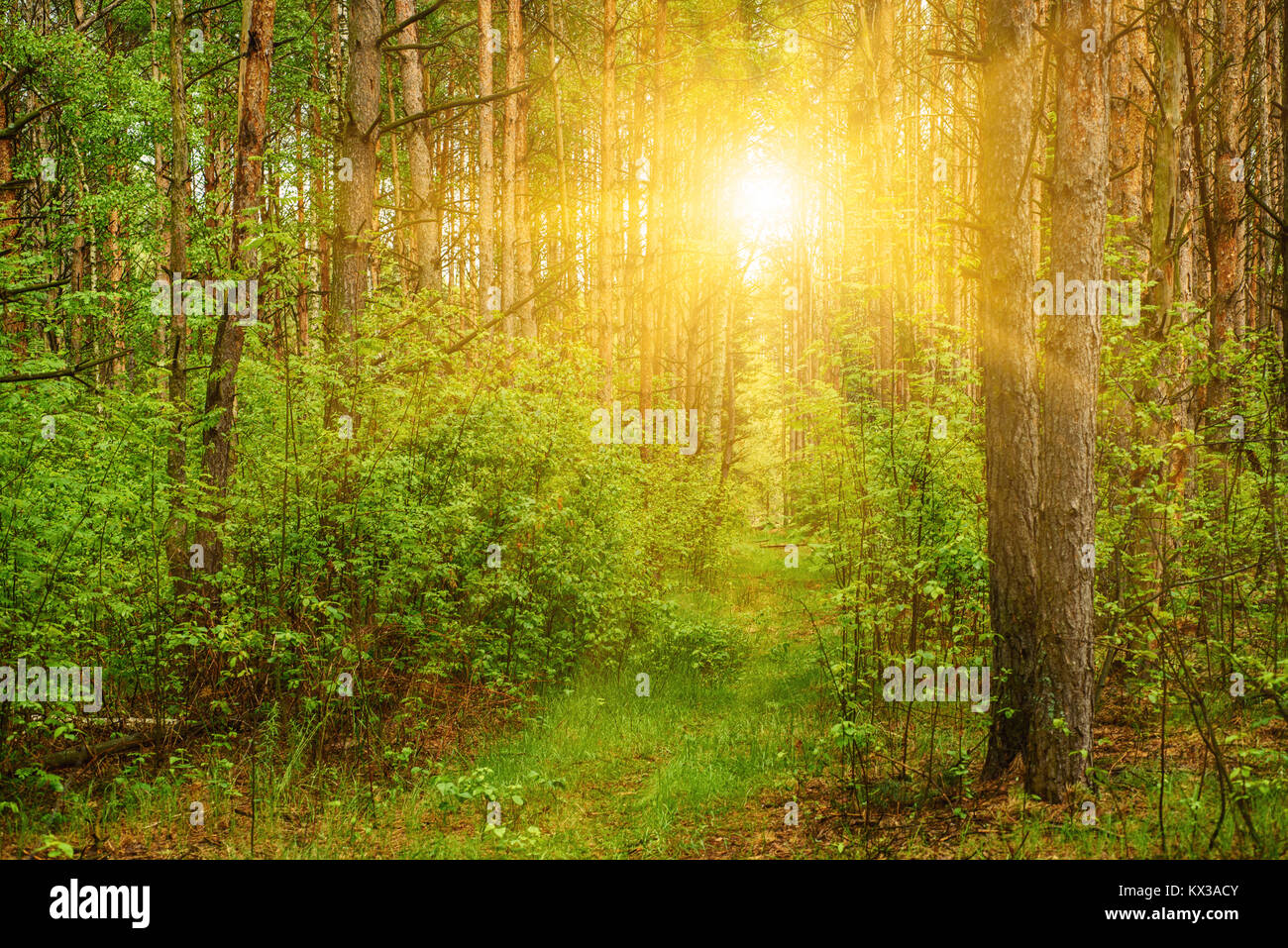 Summer green forest Stock Photo - Alamy