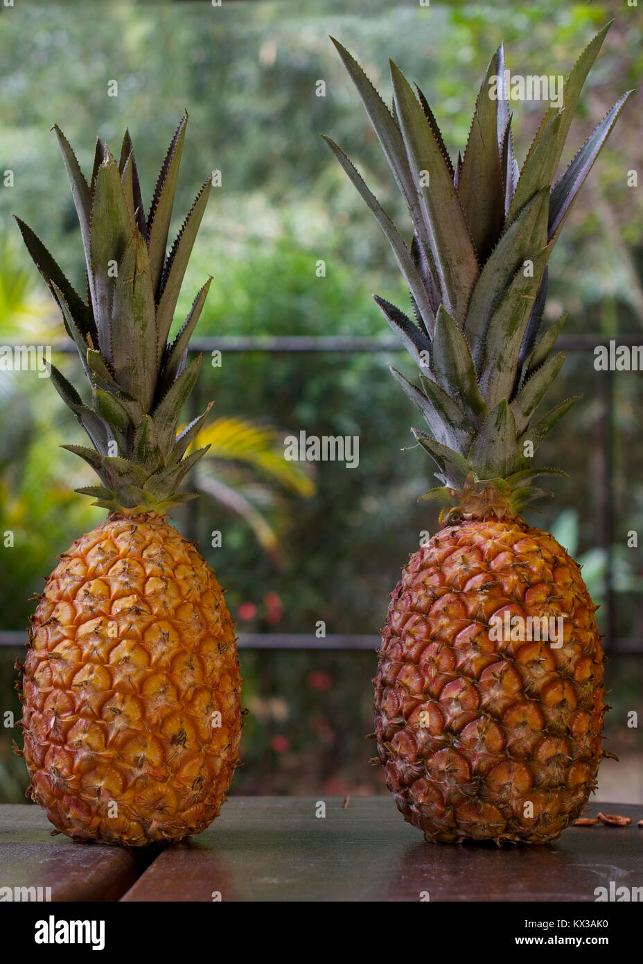 Close-up on two pineapples side by side on wooden table against green ...
