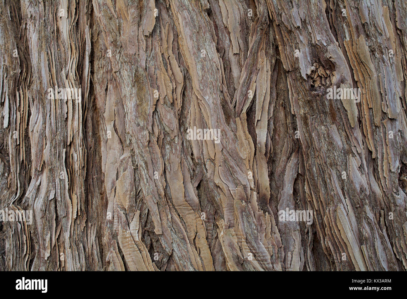 The texture of the bark of a young coastal redwood, Sequoia ...