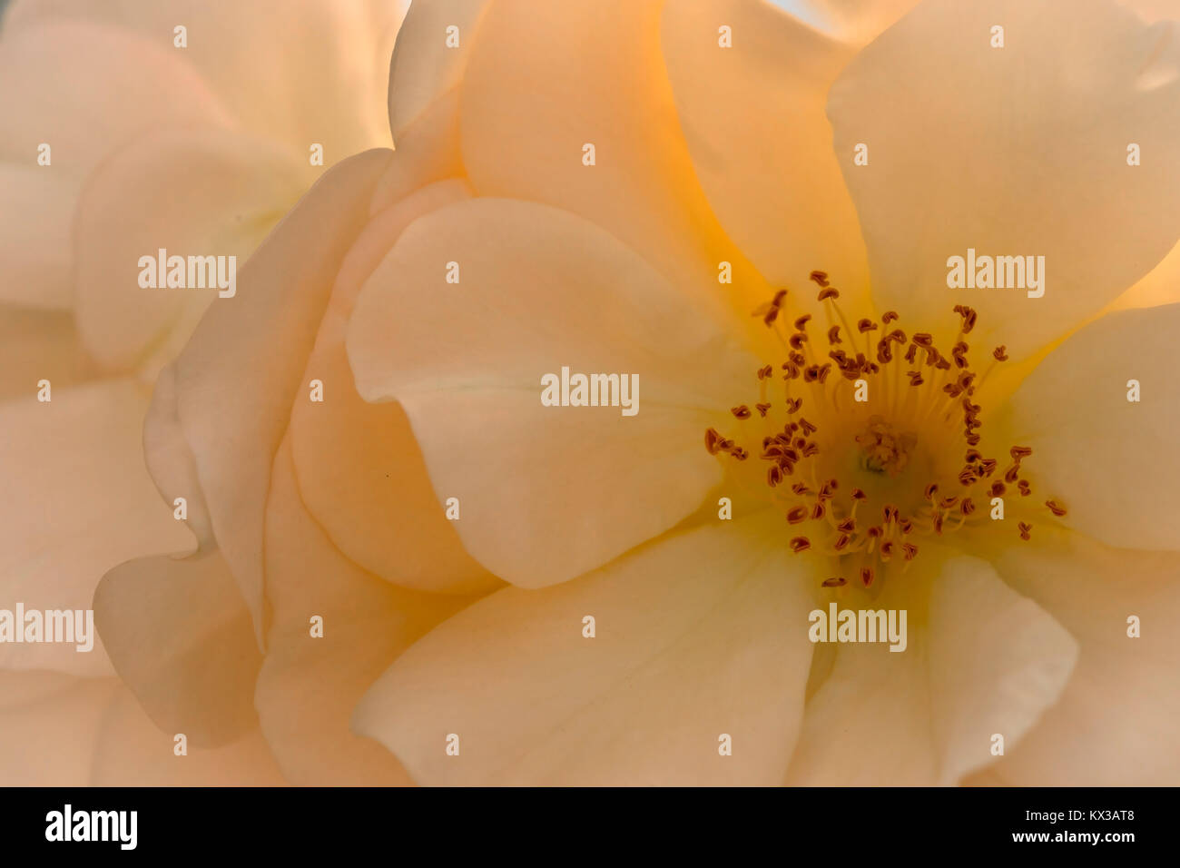 Rose blossom cream High Resolution Stock Photography and Images - Alamy
