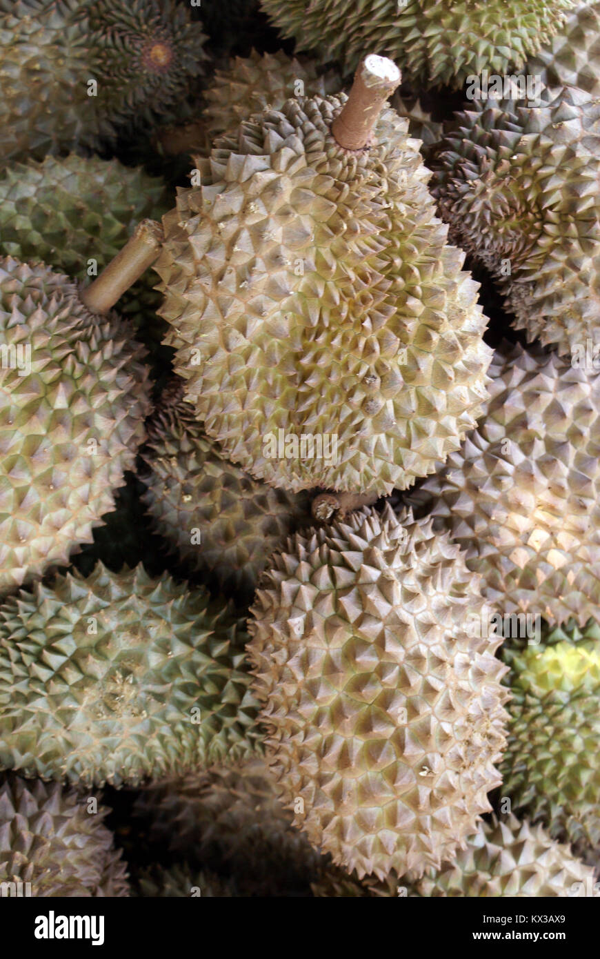 Durian farm malaysia hi-res stock photography and images - Alamy
