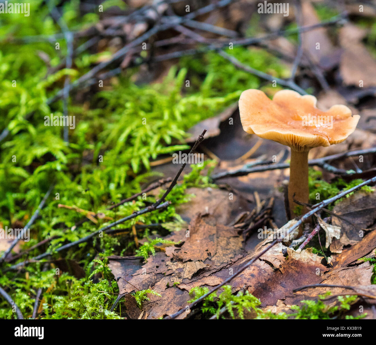 Beautiful Fungus, Moss & Toadstools of Finland Forests Stock Photo - Alamy