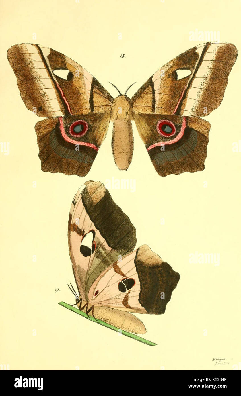 This work focuses on butterfly studies, contributing to the field of ...