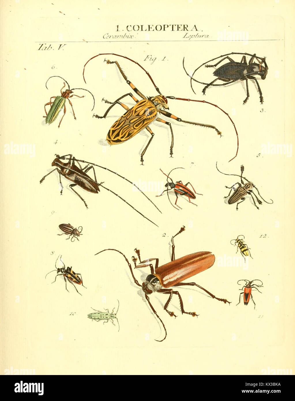 Dr. Sulzer's abbreviated history of insects, focusing on key aspects of ...