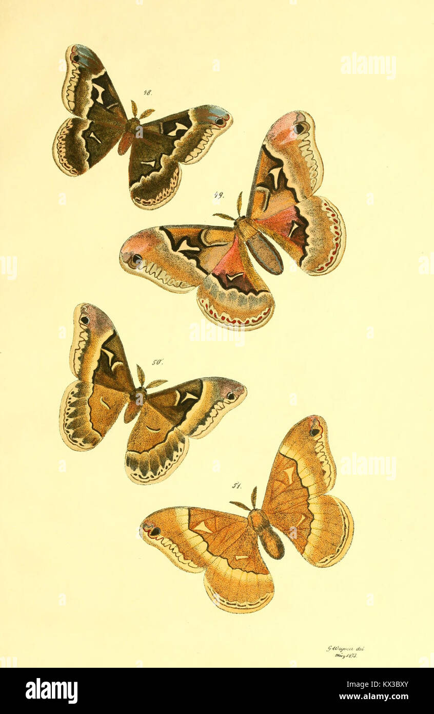 This entry refers to the contributions to the study of butterflies ...