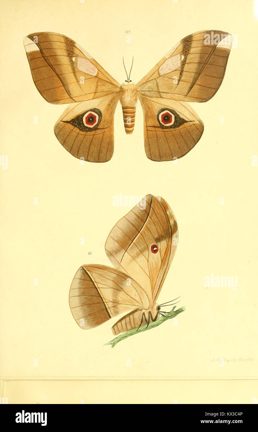 This publication details butterfly species, their morphological ...