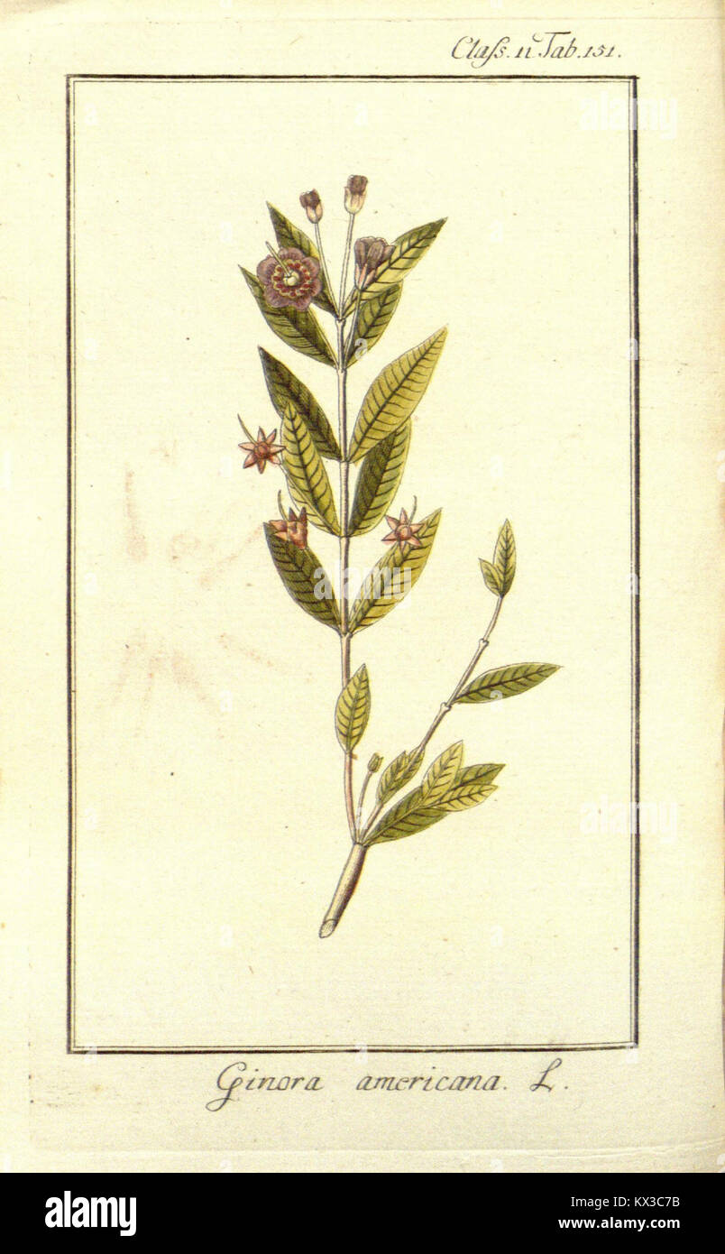 Plants morphological diversity hi-res stock photography and images - Alamy