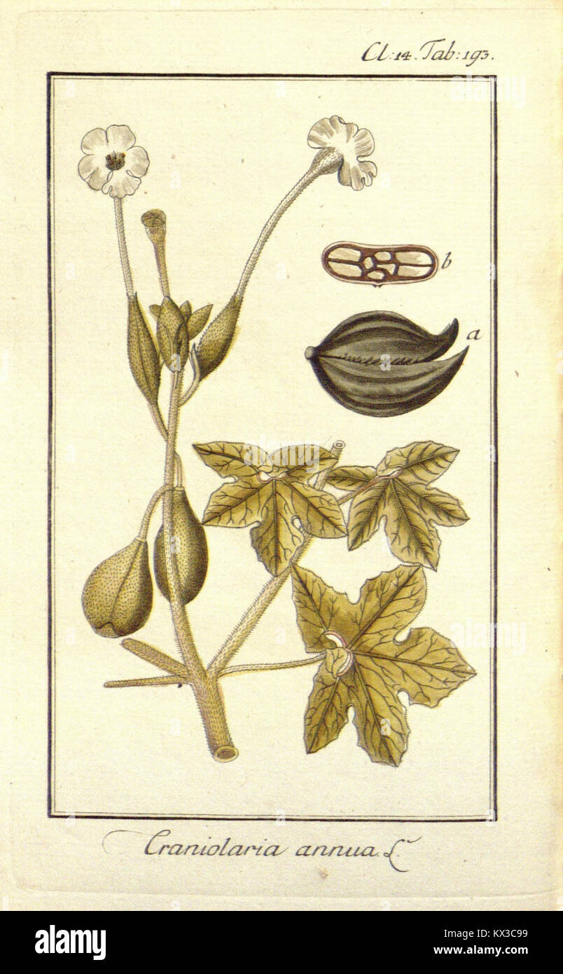This botanical illustration from 'Dreyhundert Auserlesene Amerikanische ...