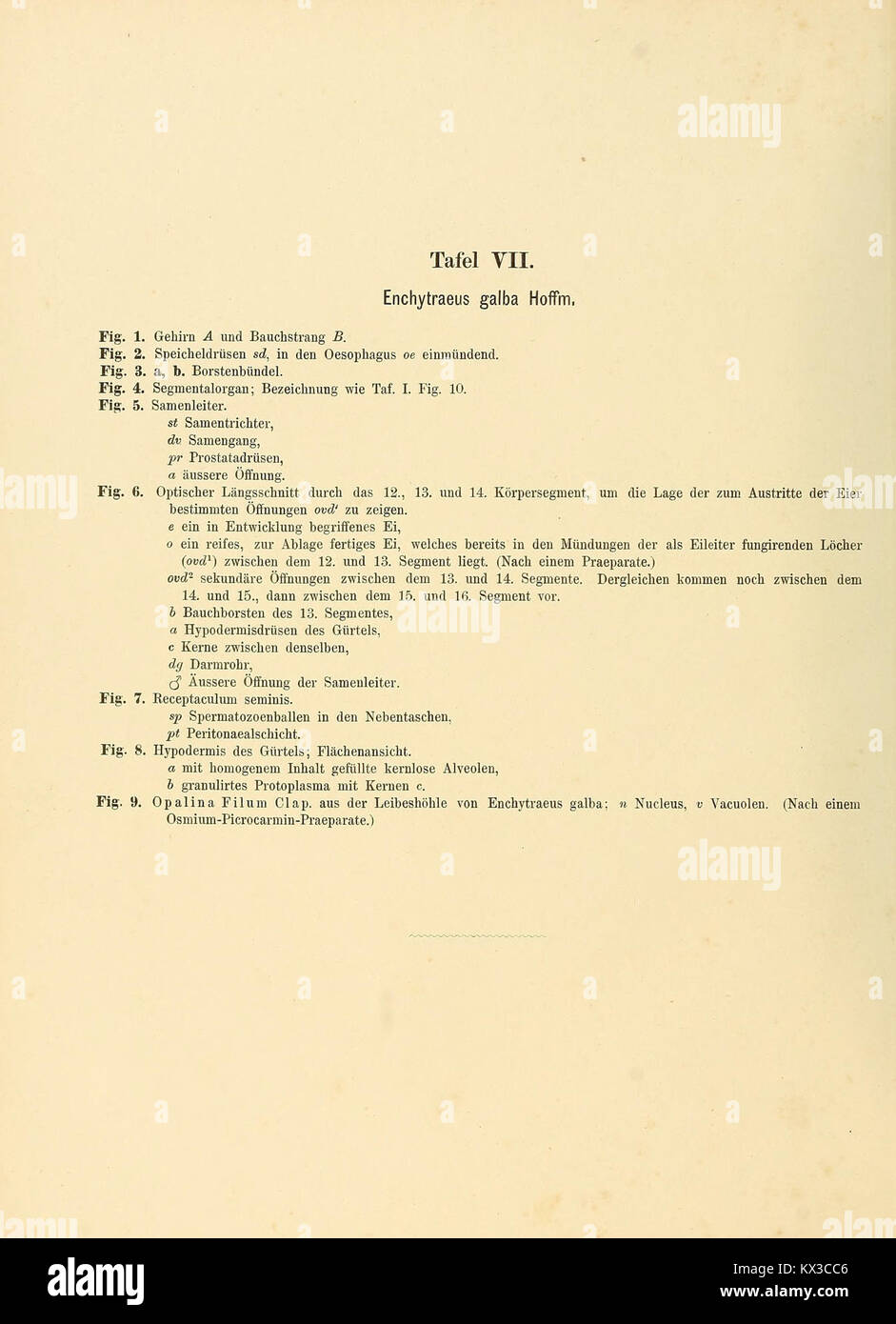 An excerpt from 'Contributions to Comparative Morphology of Annelids ...