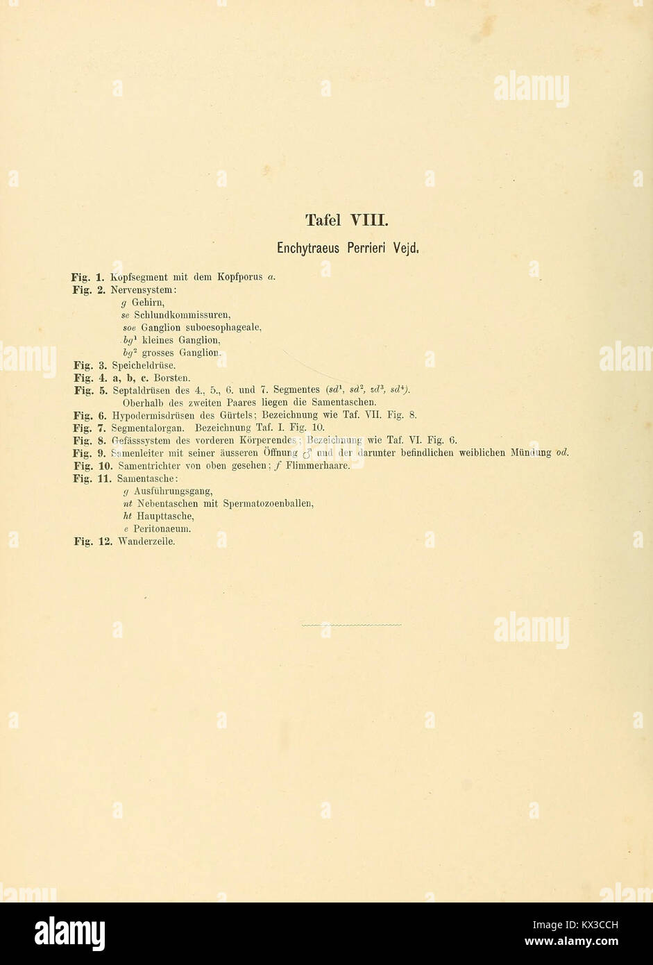 Scientific study annelid worms hi-res stock photography and images - Alamy