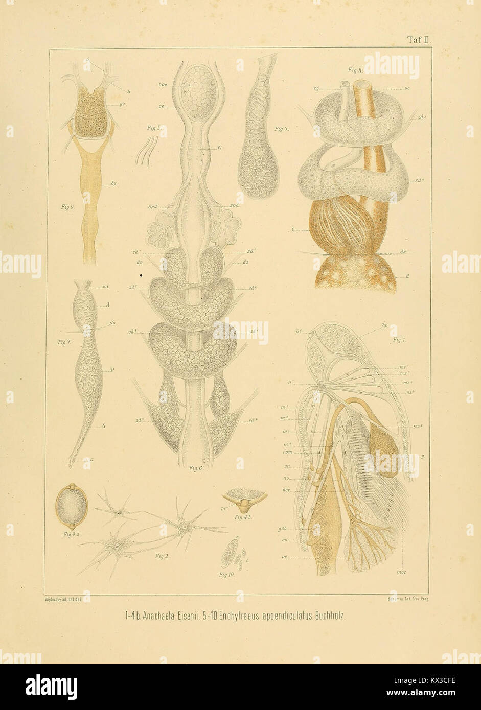This scientific work contributes to the comparative morphology of ...