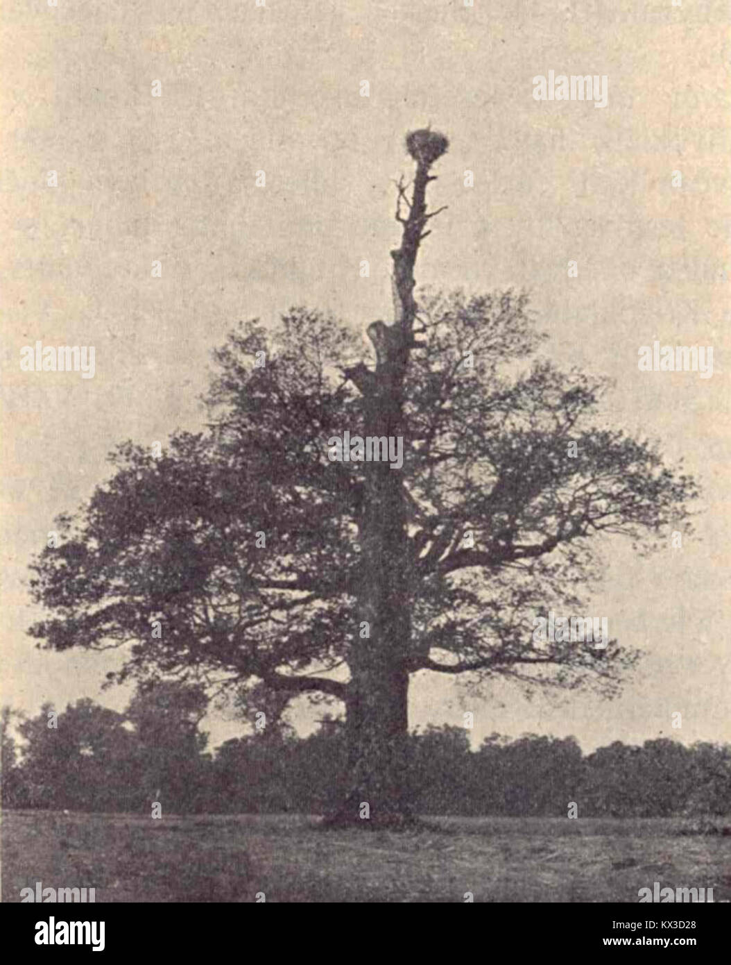 A historical photograph of the Dub tree at the Lužny Castle in Pohansko ...