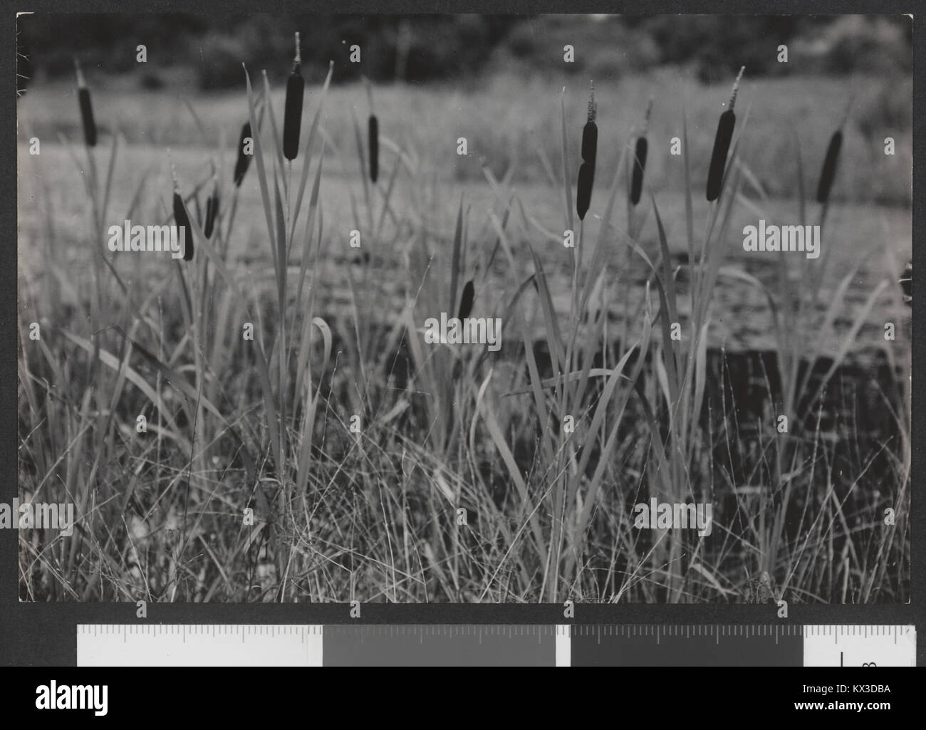 Species typha latifolia hi-res stock photography and images - Alamy