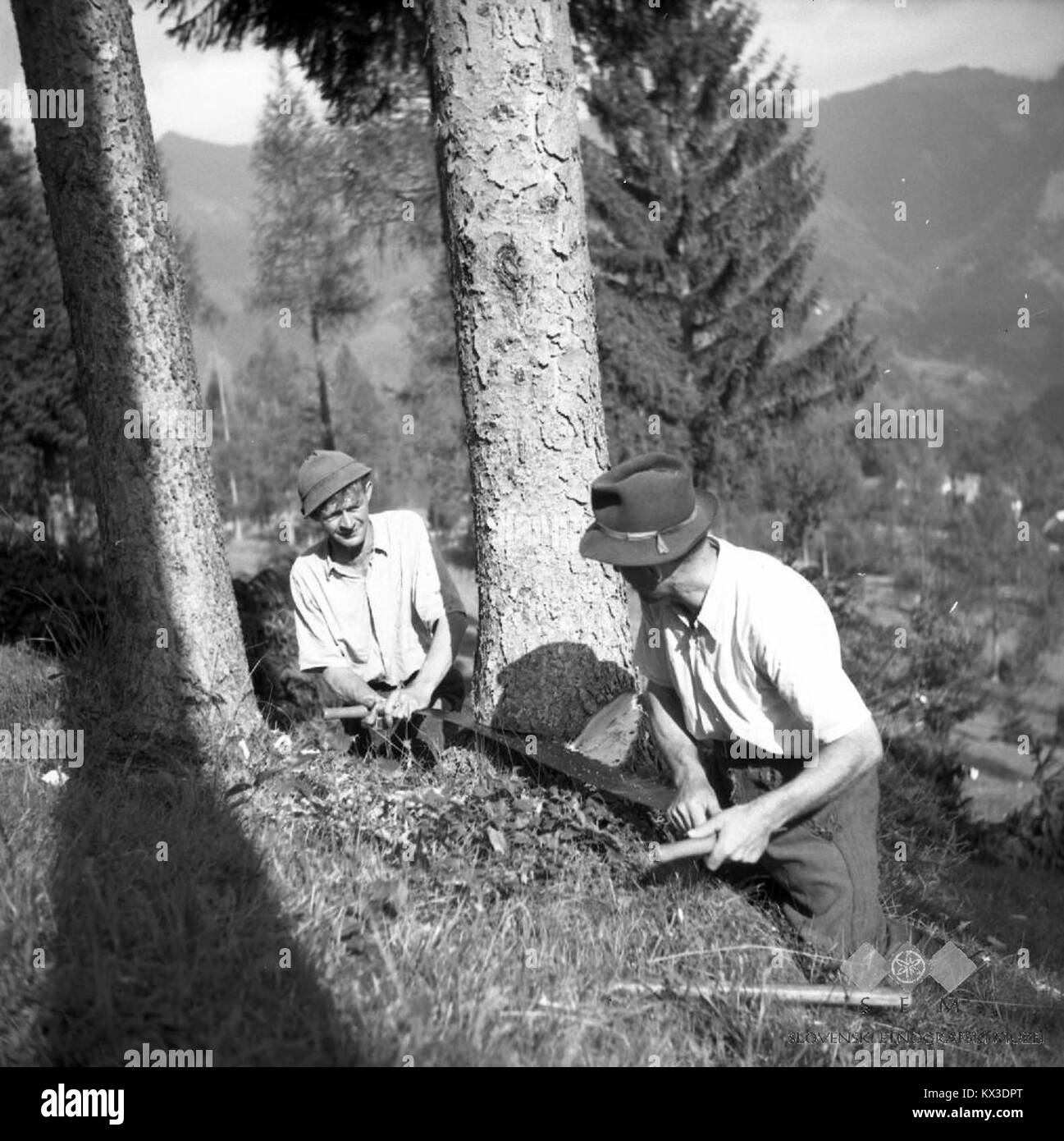 Used fir trees hi-res stock photography and images - Alamy