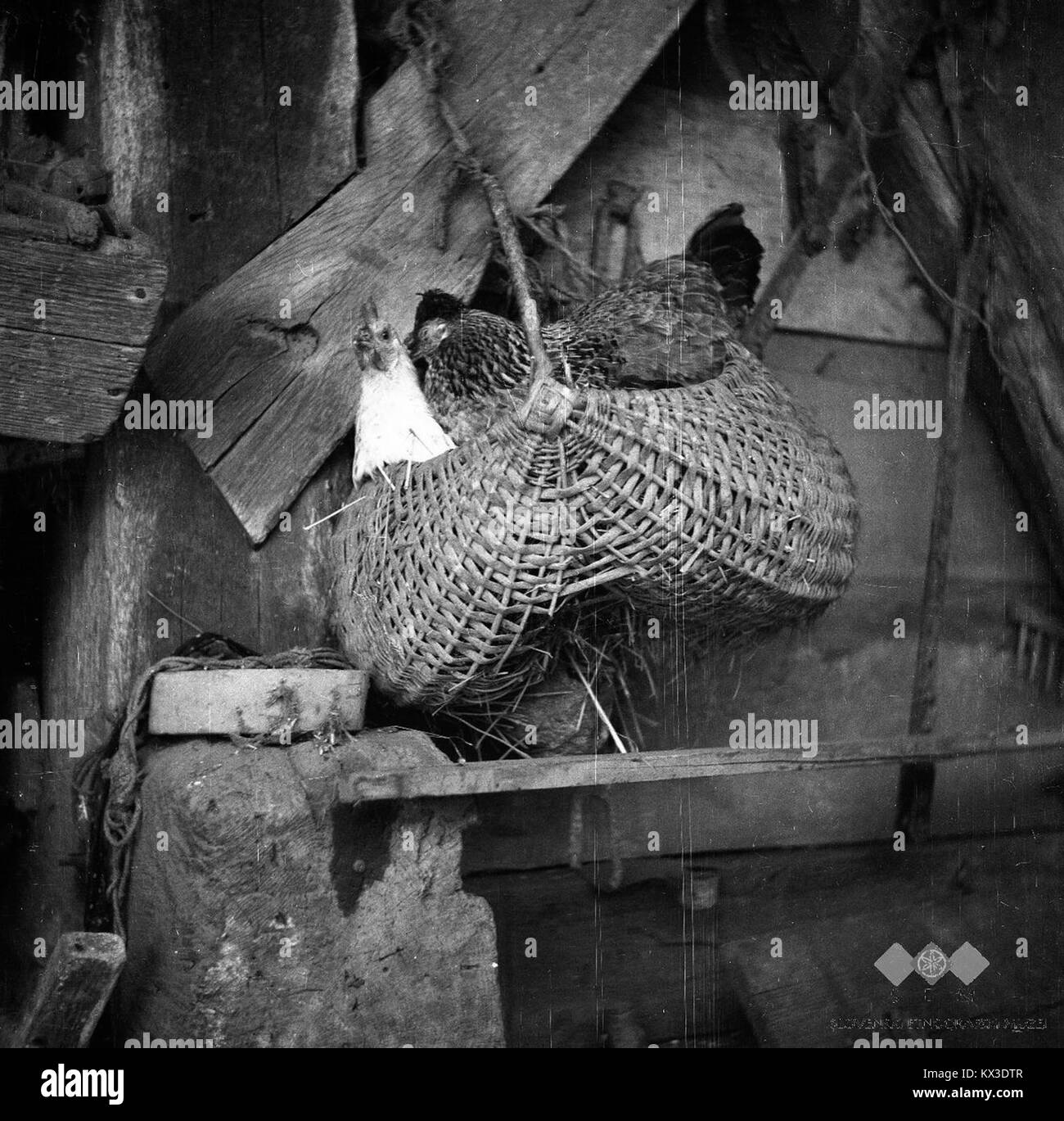 Poultry farm eggs production Black and White Stock Photos & Images - Alamy
