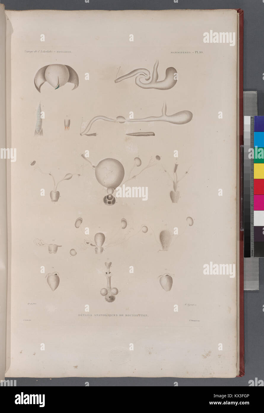 Roussettes hi-res stock photography and images - Alamy