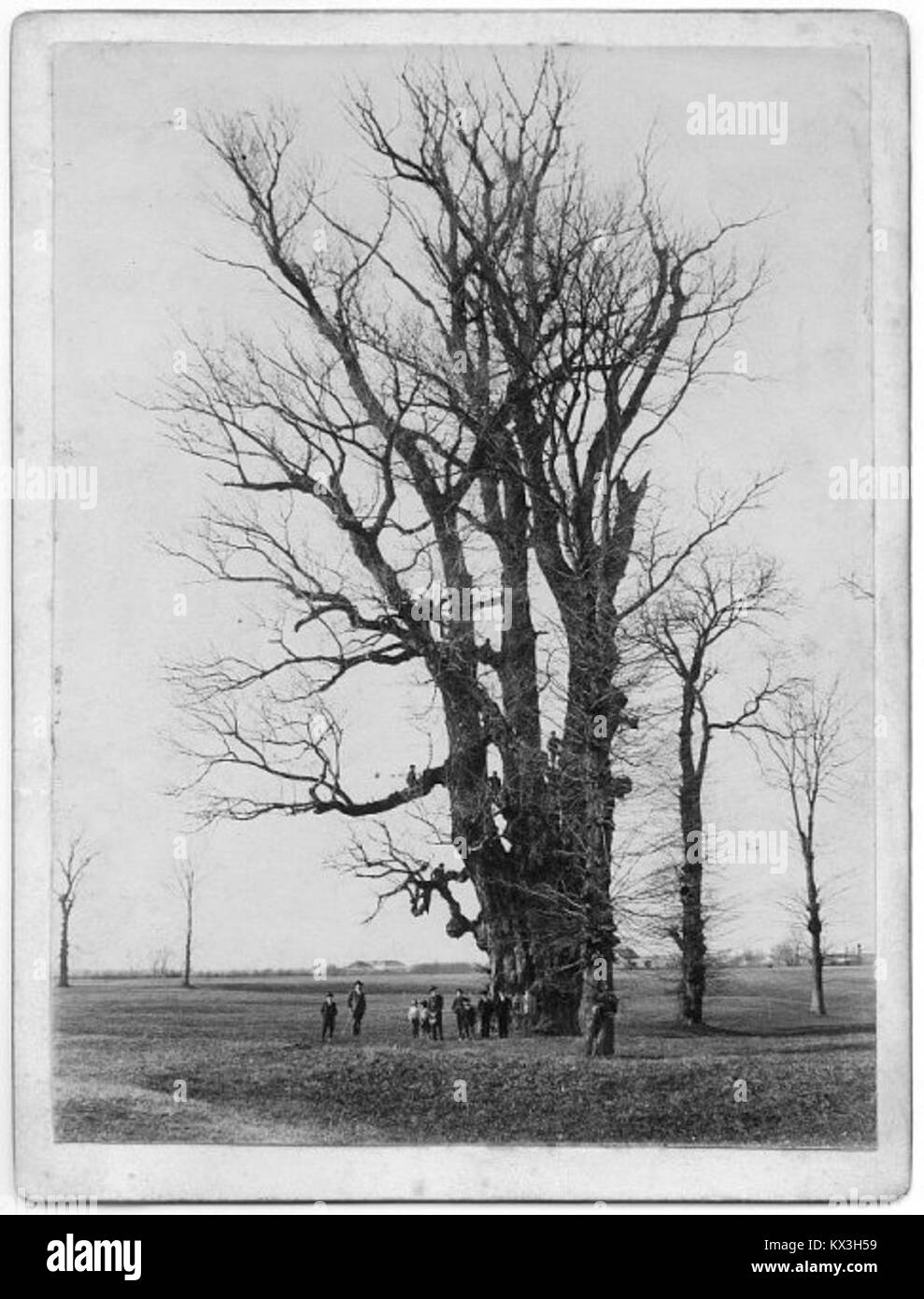 This photograph shows the famous Pardubice poplar tree in Polabiny ...