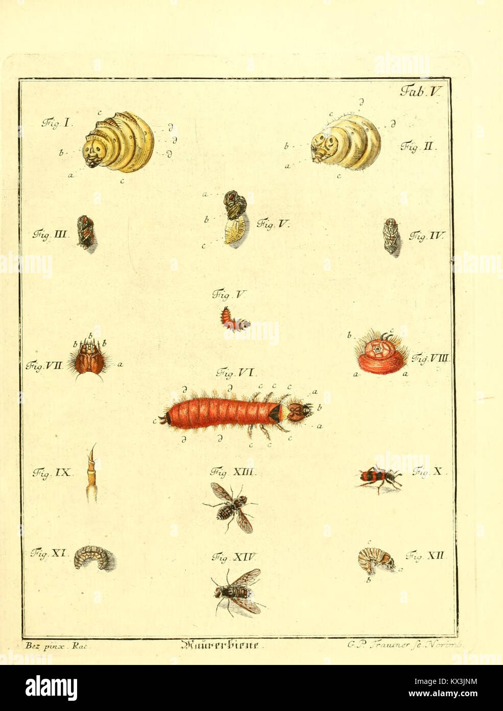 This plate (Tab. V) from D. Jacob Christian Schäffer's 'Abhandlungen ...