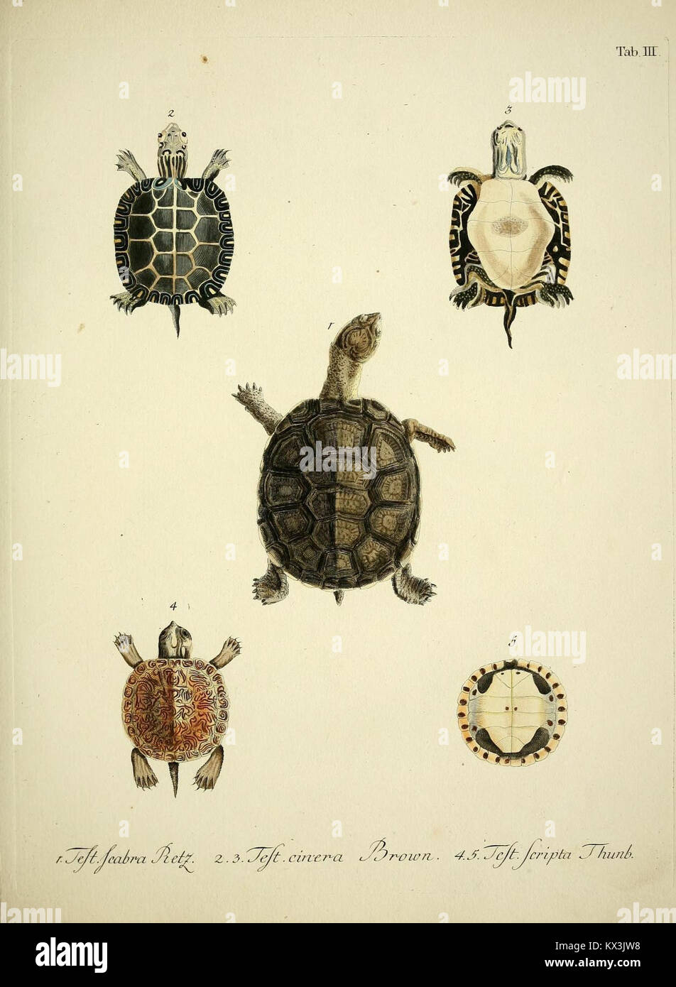 Johann David Schöpf's work on the natural history of turtles (published ...