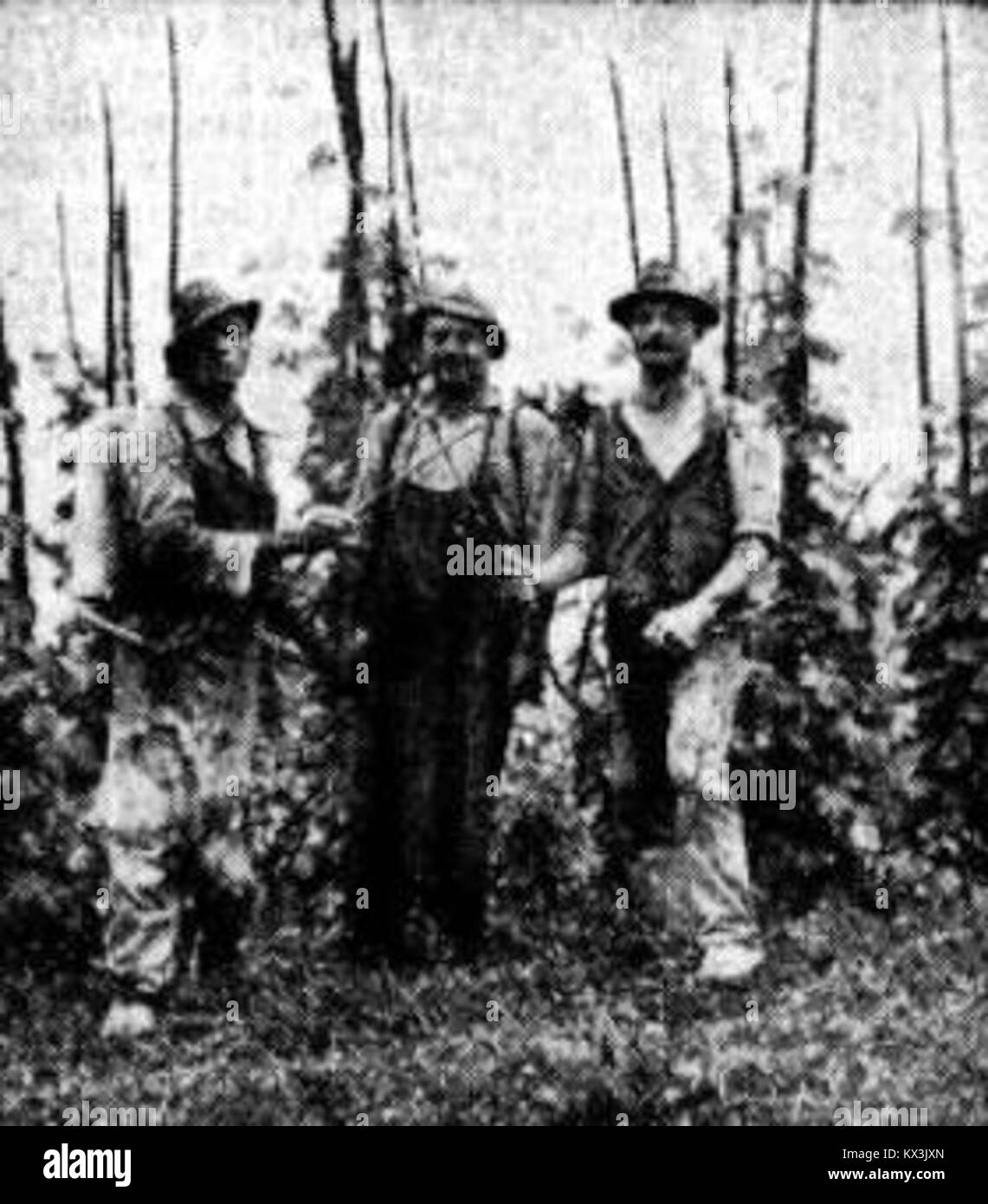 Trte hi-res stock photography and images - Alamy