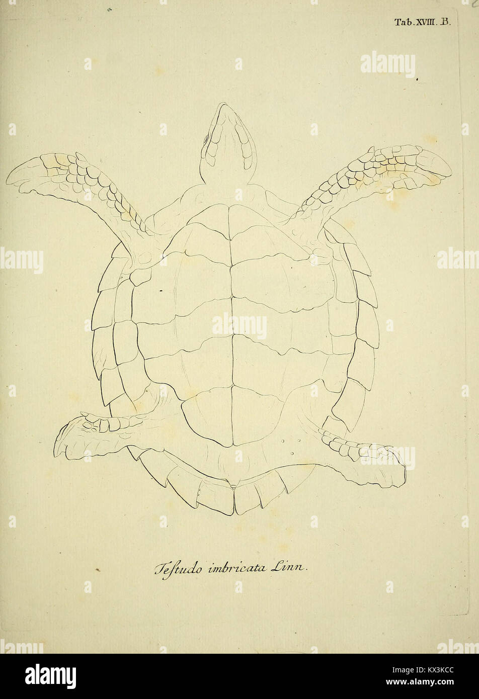 Scientific illustrations and descriptions of turtle species by Johann ...