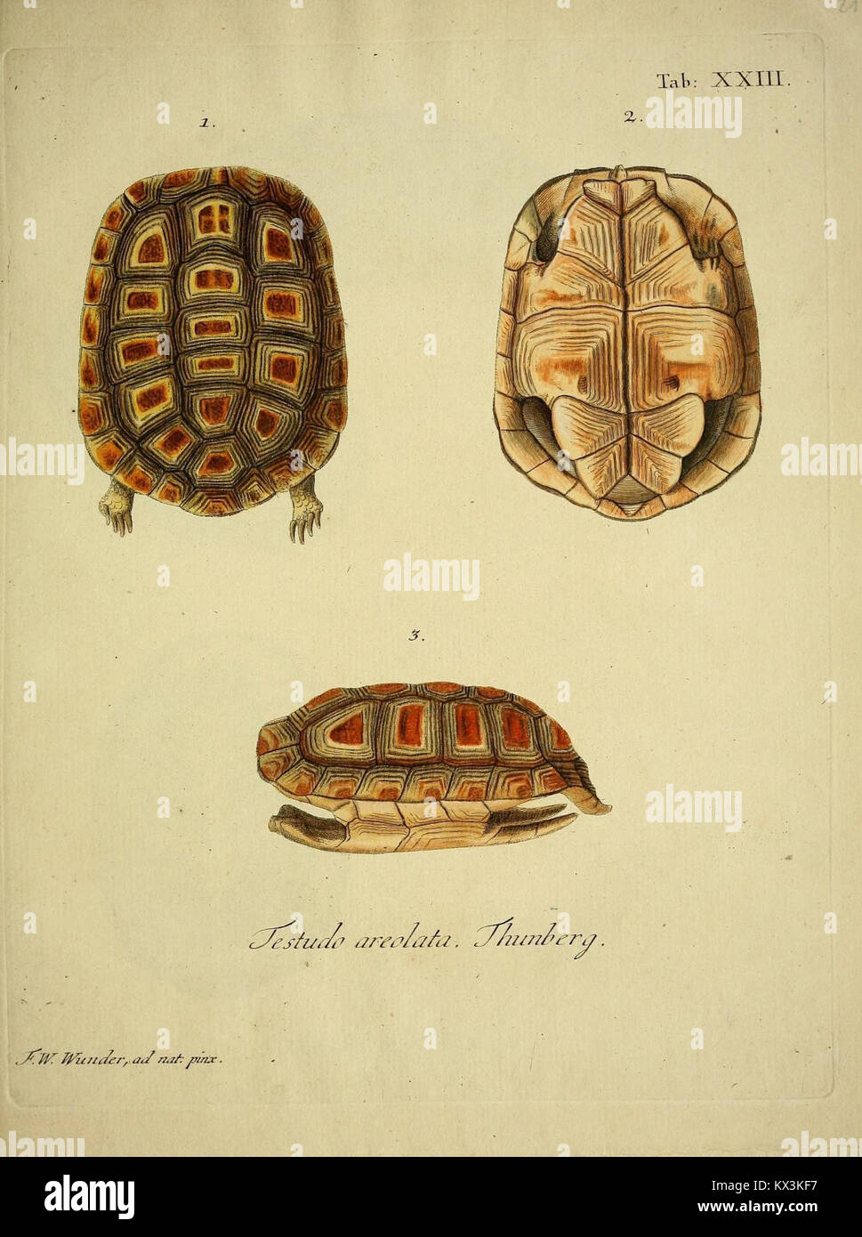 The plate XXIII from Johann David Schöpf's work illustrates the natural ...