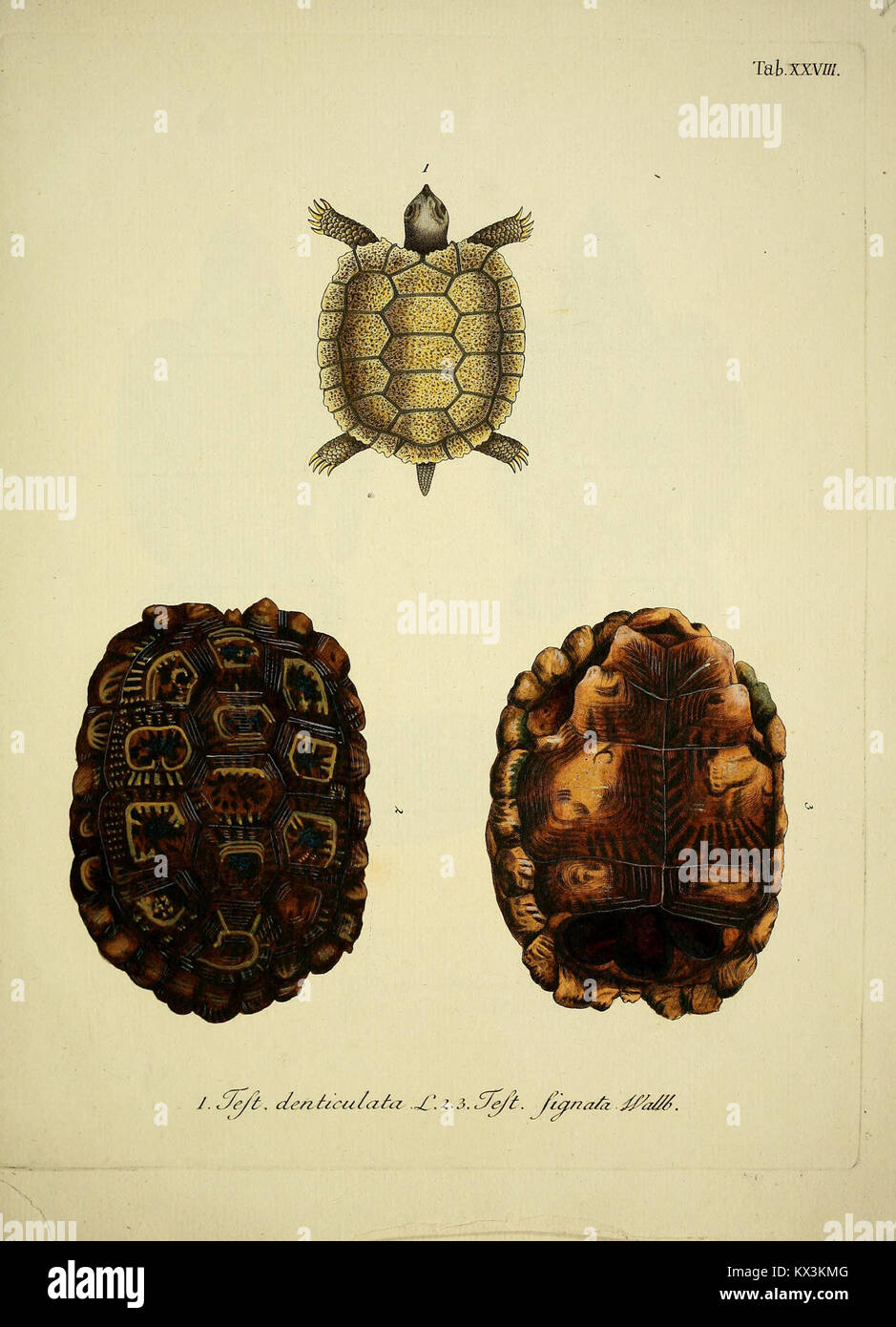 Typical of scientific illustrations hi-res stock photography and images ...