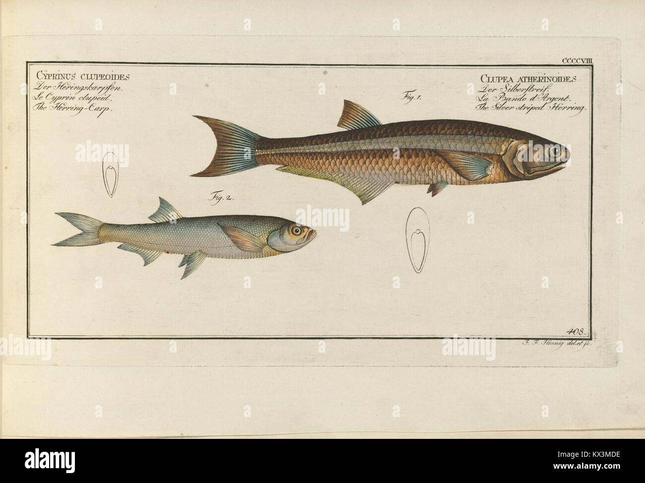 A scientific illustration from Marcus Elieser Bloch's work on the ...