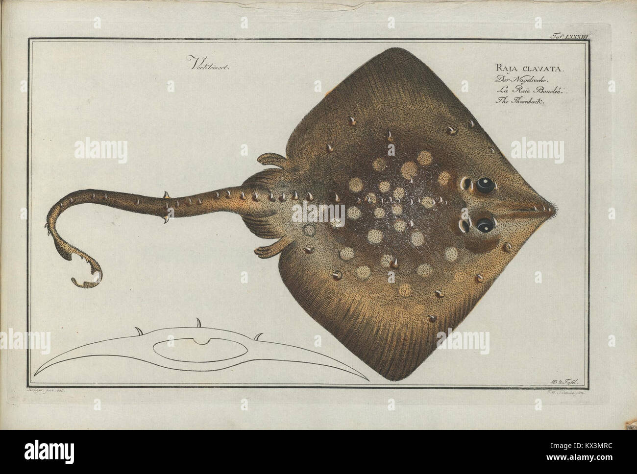An illustration from D. Marcus Elieser Bloch's 'Oeconomische ...