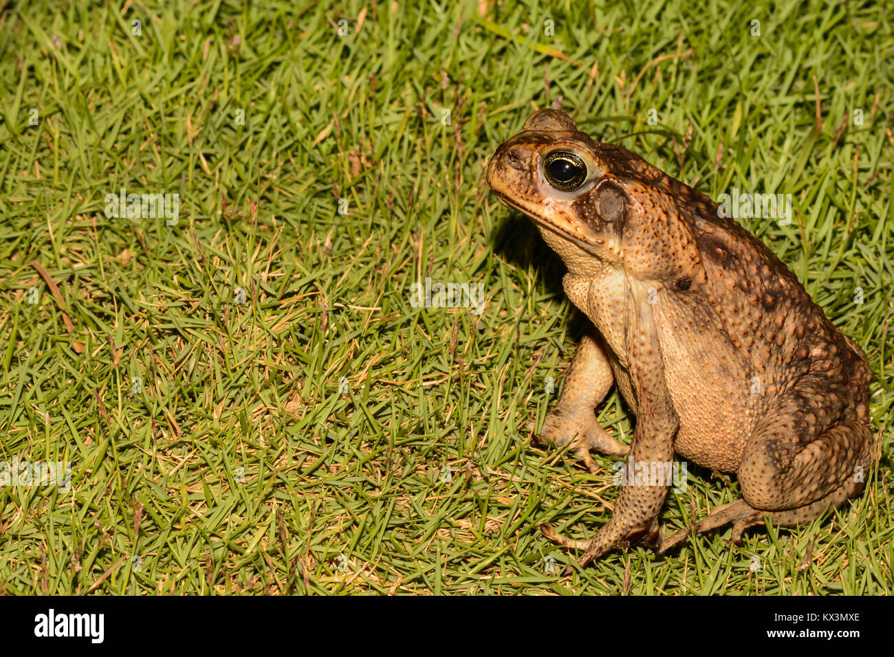 A close up of a Marine Toad in Costa Rica Stock Photo - Alamy