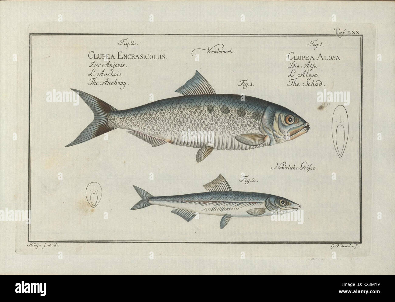 D. Marcus Elieser Bloch's 'Oeconomische Naturgeschichte der Fische ...