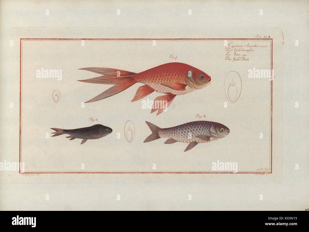 An image from D. Marcus Elieser Bloch's *Oeconomische Naturgeschichte ...
