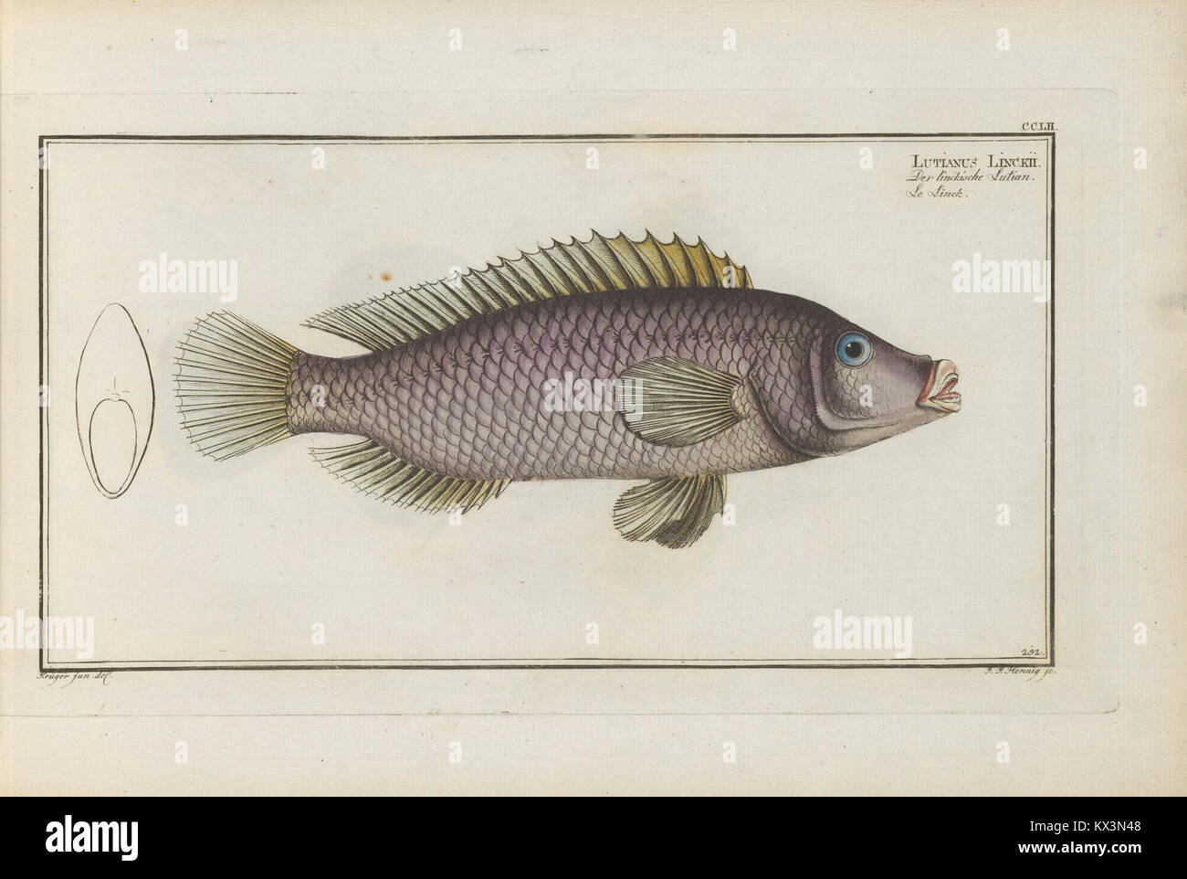 An illustration from D. Marcus Elieser Bloch's 'Oeconomische ...