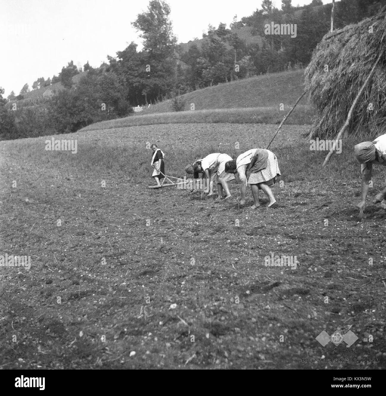 This 1951 photograph shows women using rakes and planting sorghum (corn ...