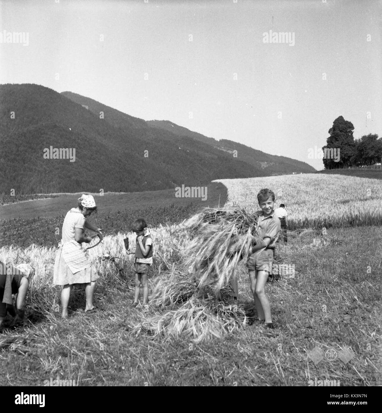 Žetev ječmena, na poti iz Vitanja v Zreče 1963 (2 Stock Photo - Alamy