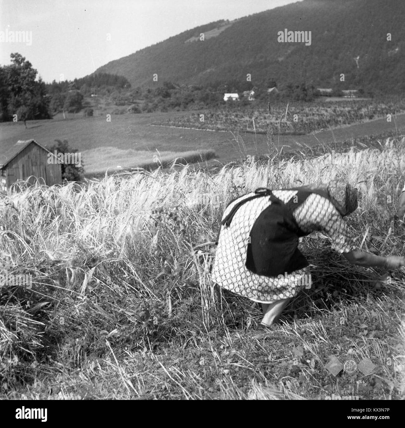 Žetev ječmena, na poti iz Vitanja v Zreče 1963 Stock Photo - Alamy
