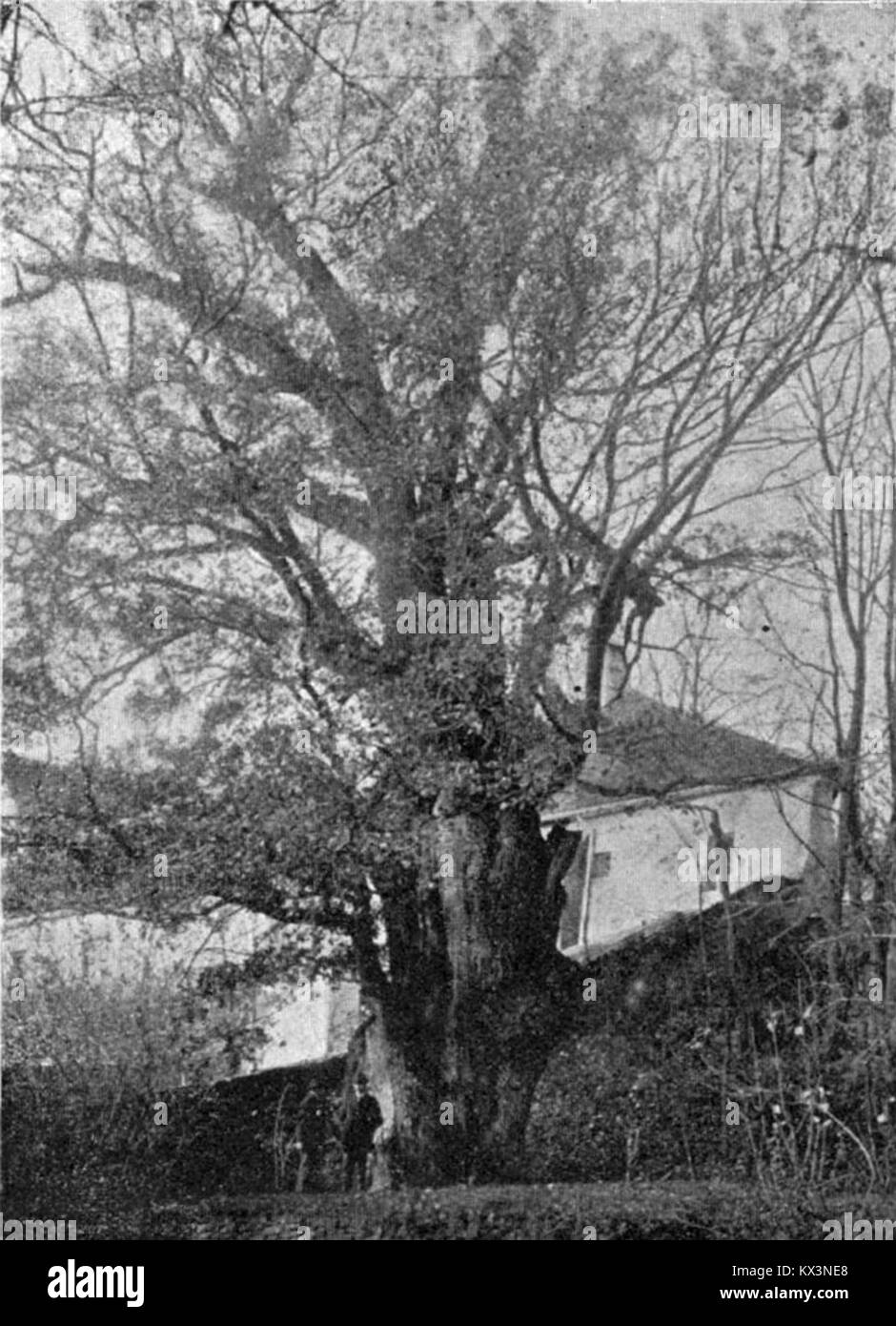 Oak tree location Black and White Stock Photos & Images - Alamy