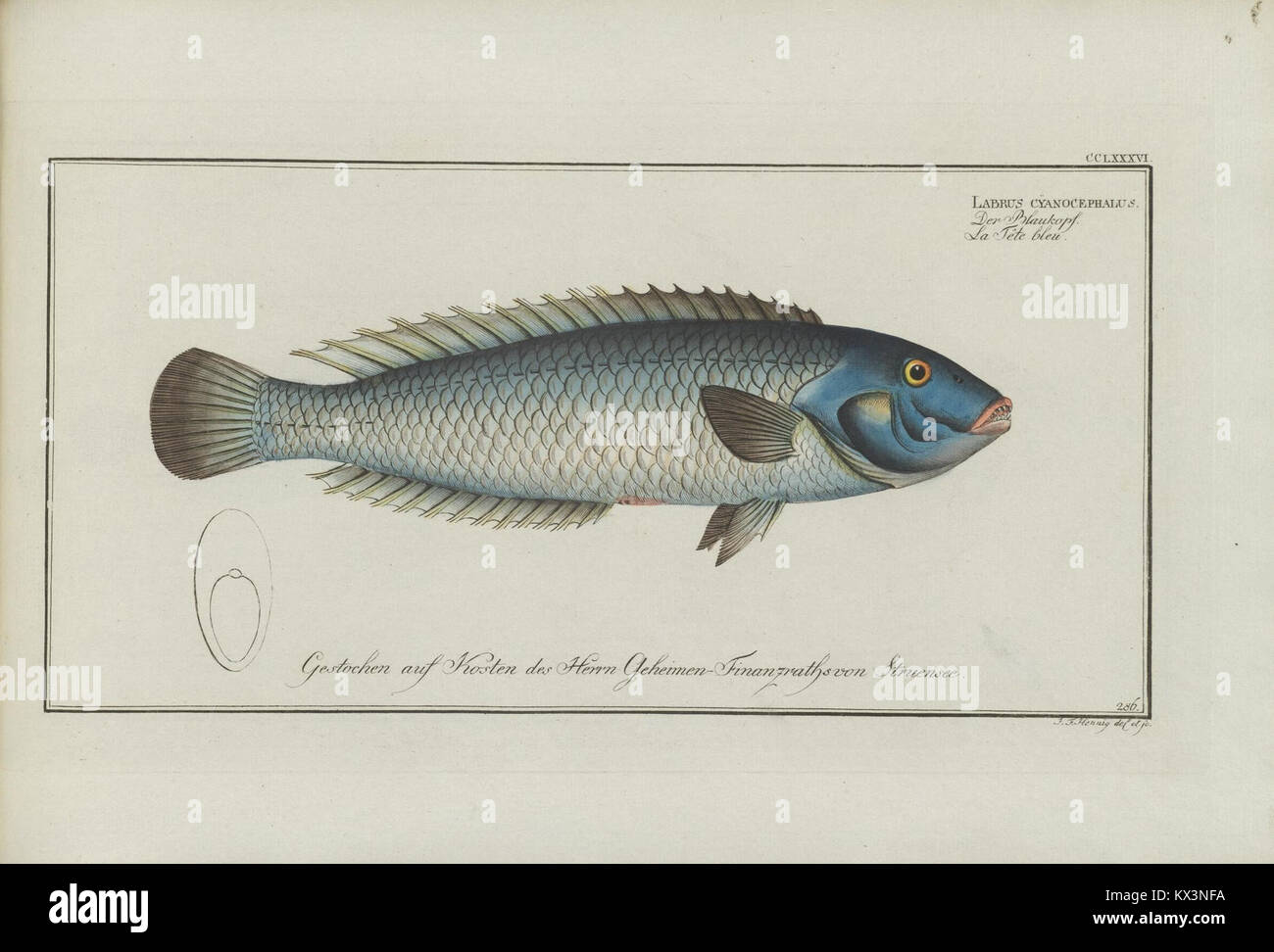 Marcus Elieser Bloch’s scientific work 'Oeconomische Naturgeschichte ...