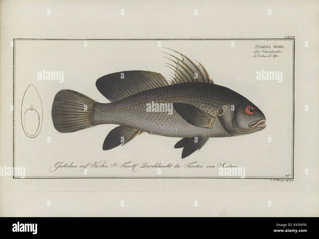 D. Marcus Elieser Bloch's work, 'Oeconomische Naturgeschichte der ...