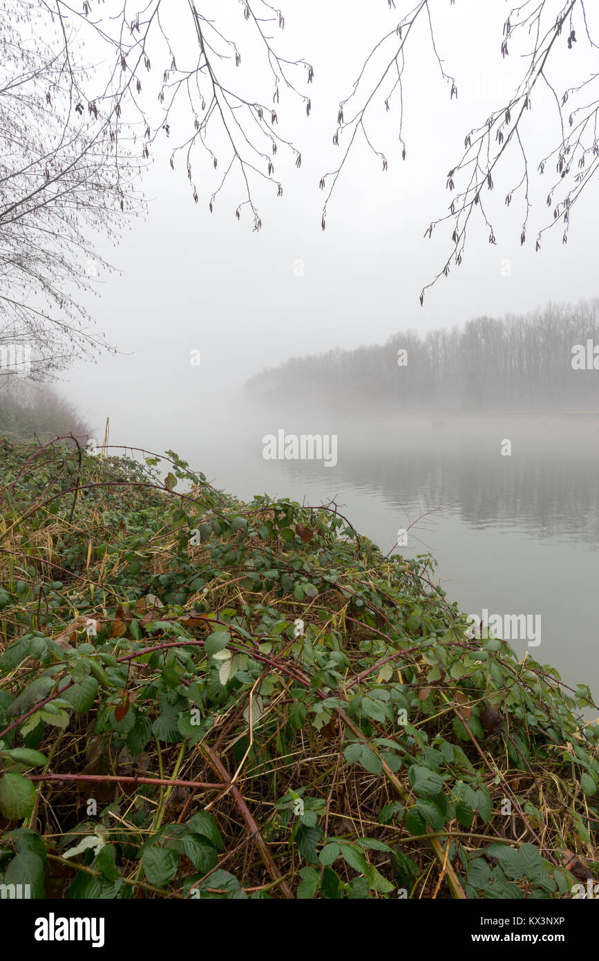 Raspberries and alder along the Bedford Channel of the Fraser River in ...