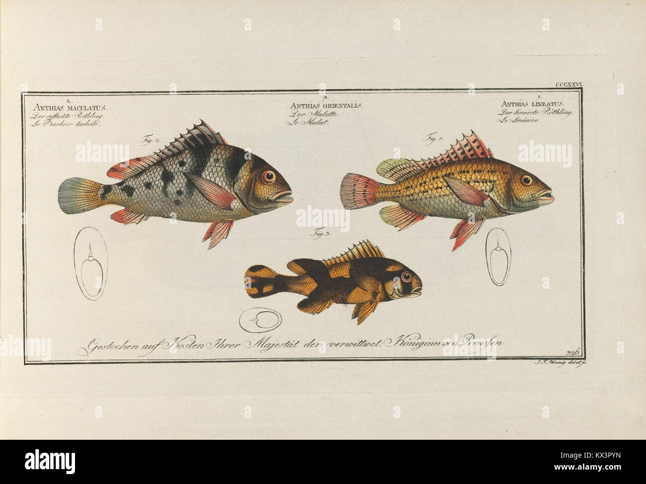 Marcus Elieser Bloch's 'Oeconomische Naturgeschichte der Fische ...
