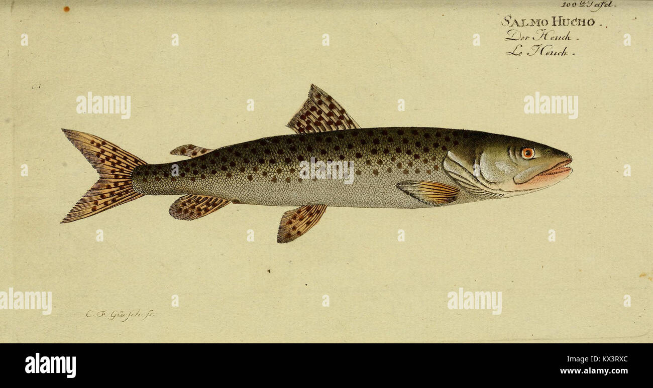Illustration from D. Marcus Elieser Bloch's 'Economic Natural History ...