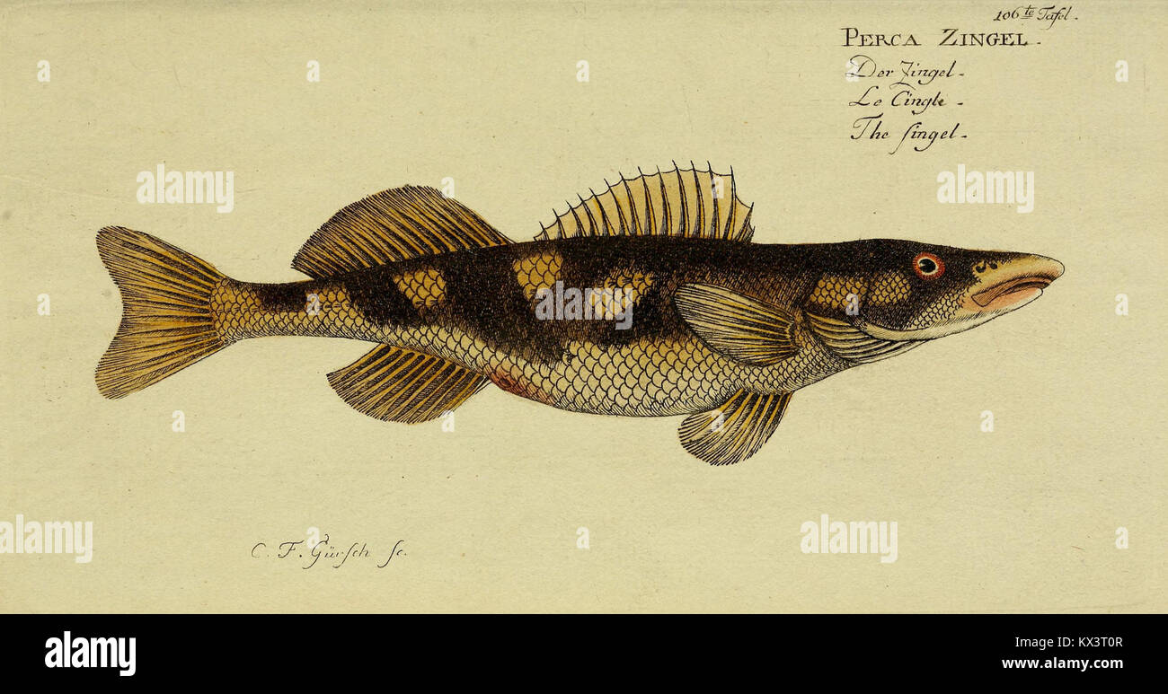 An illustration from D. Marcus Elieser Bloch's 18th-century work ...