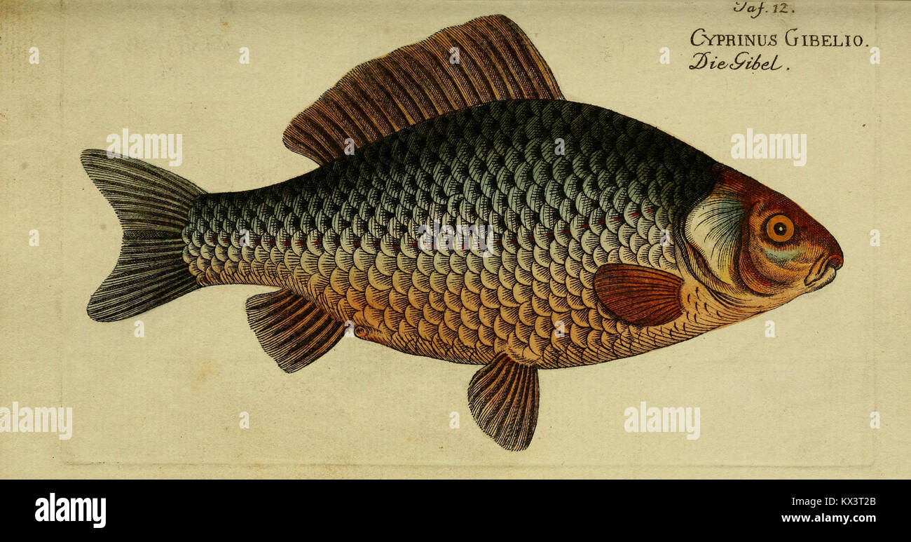 D. Marcus Elieser Bloch's work shows the economic natural history of ...