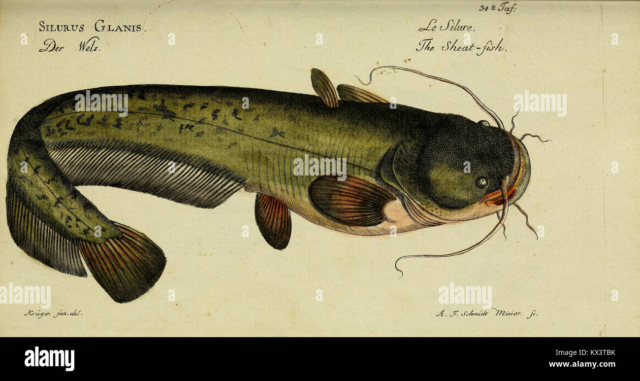 Plate 34 from Marcus Elieser Bloch's 18th-century work documenting ...