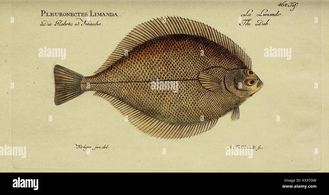 This plate from Bloch’s work illustrates German fish species with ...