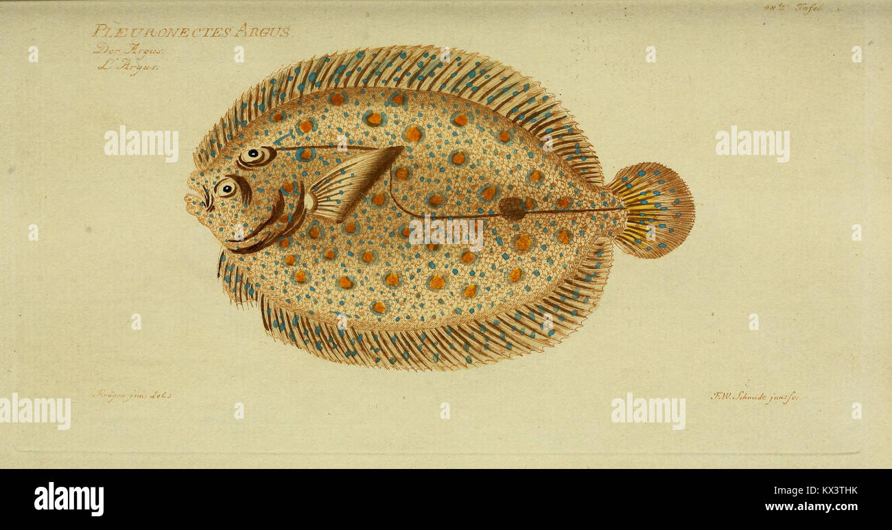 Plate 48 from D. Marcus Elieser Bloch's 'Economic Natural History of ...