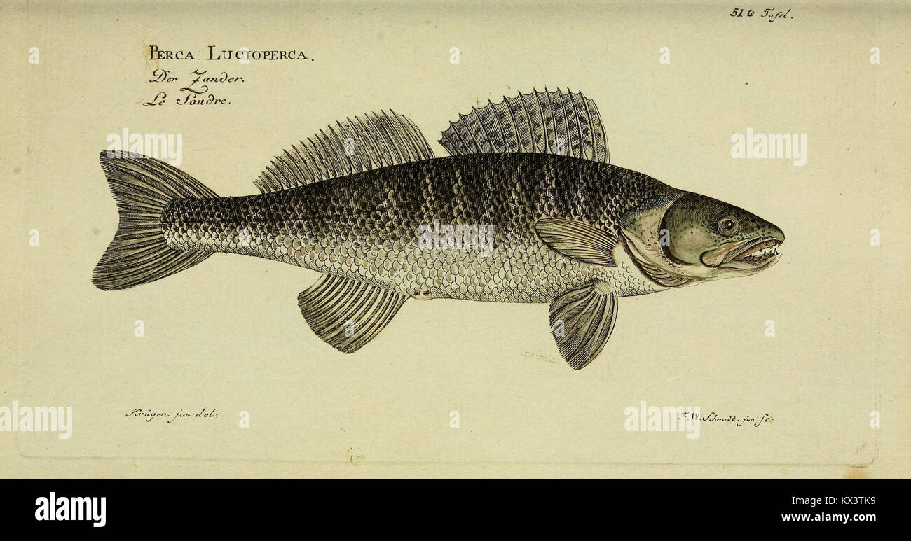 Bloch fish illustrations hi-res stock photography and images - Alamy